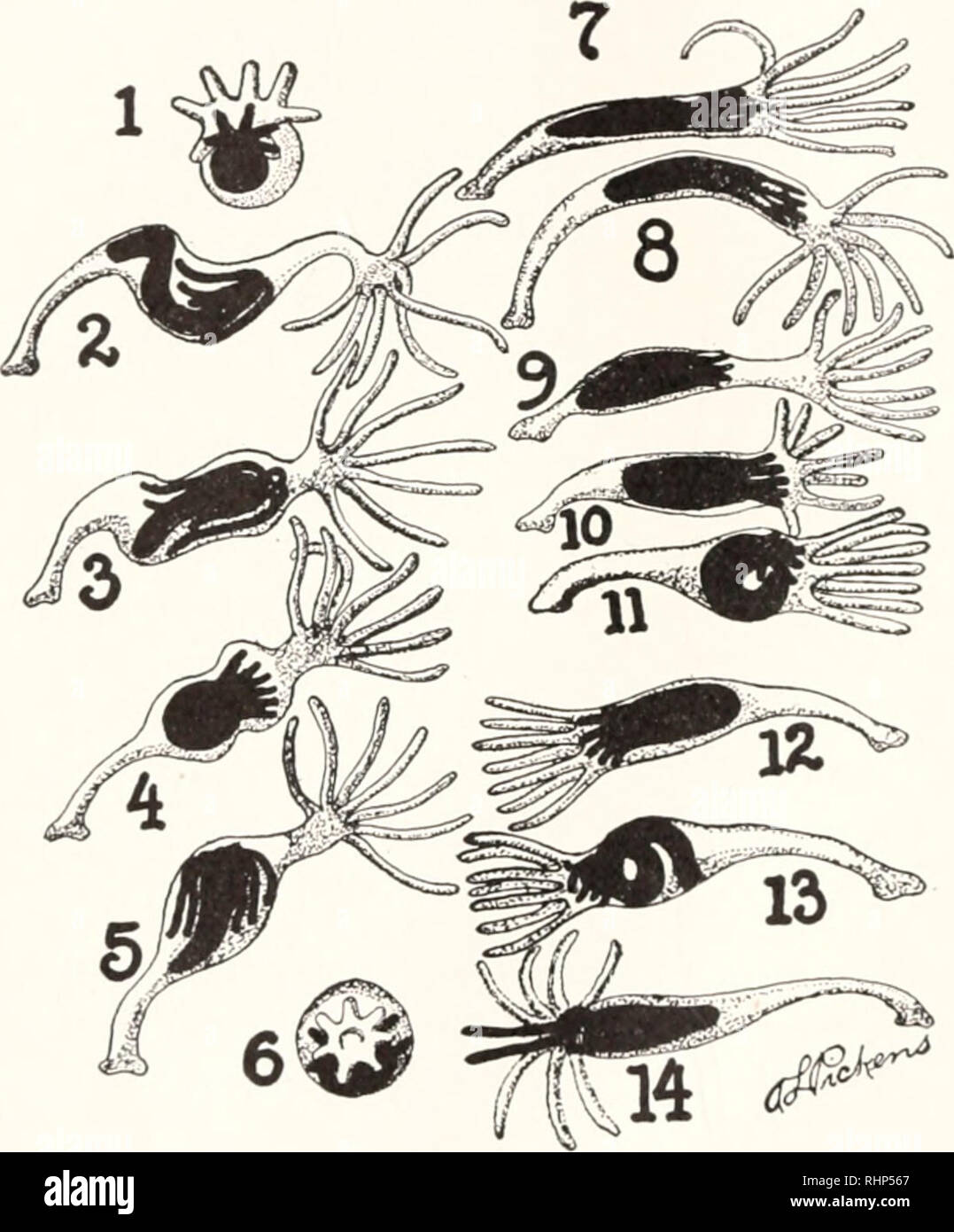 1 Schematic Representation Of The Hydra Body Plan Hydra Frontiers