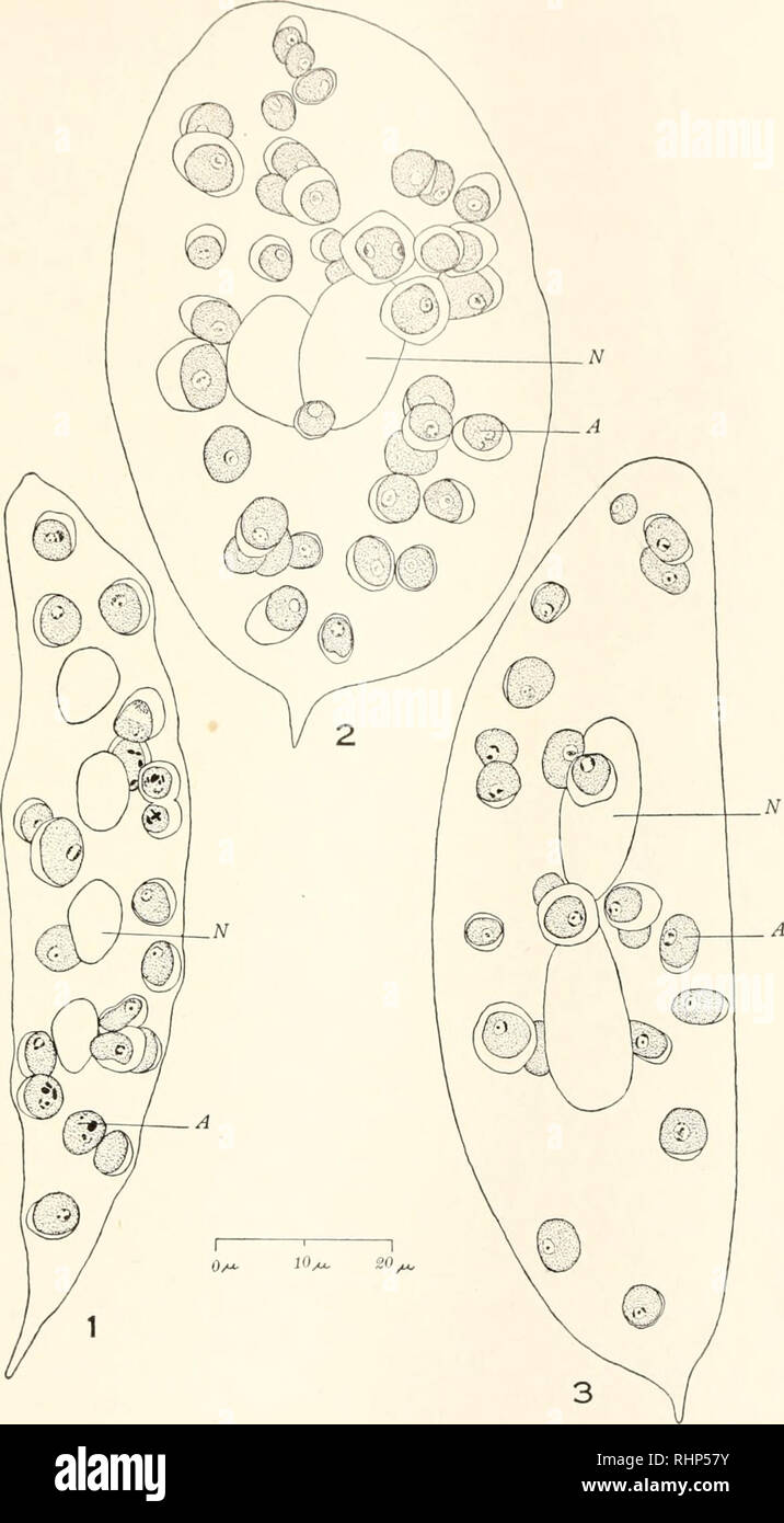 Trophozoite hi-res stock photography and images - Alamy