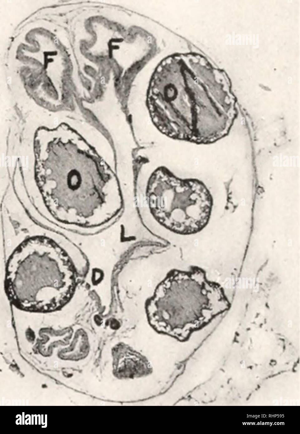 . The Biological bulletin. Biology; Zoology; Biology; Marine Biology ...