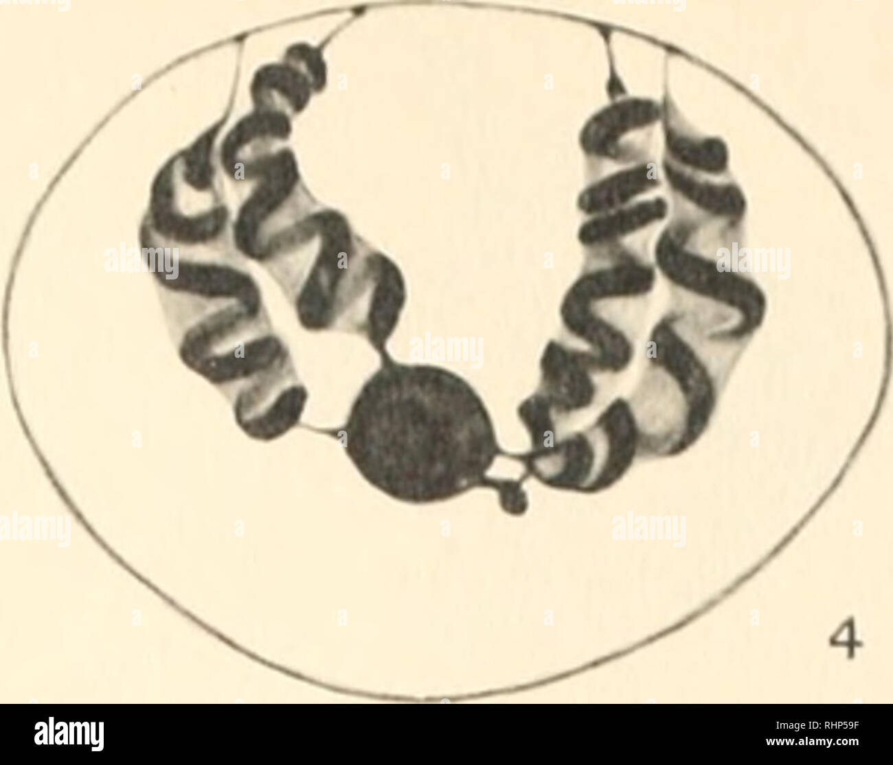 . The Biological bulletin. Biology; Zoology; Biology; Marine Biology ...