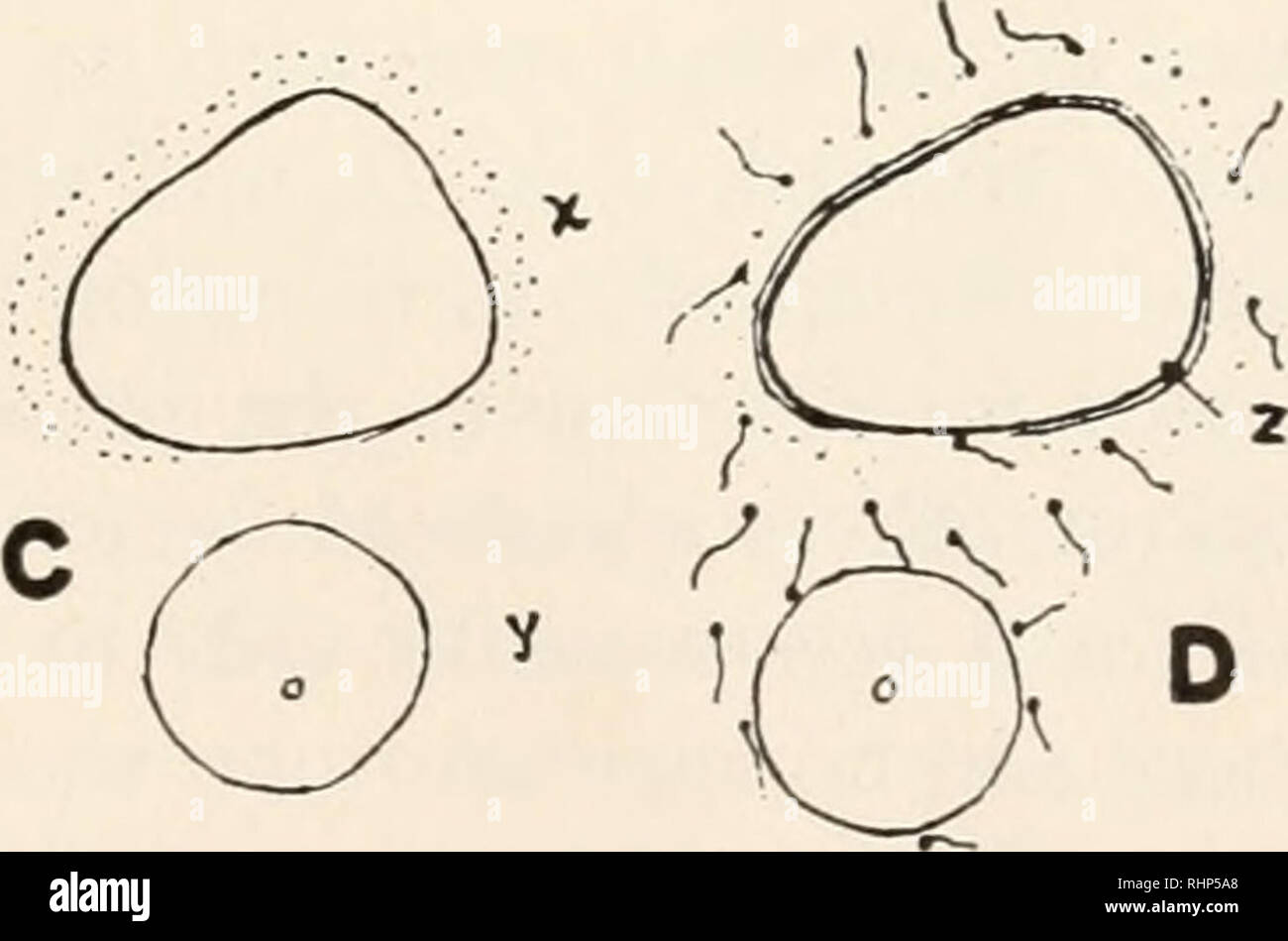 . The Biological bulletin. Biology; Zoology; Biology; Marine Biology ...