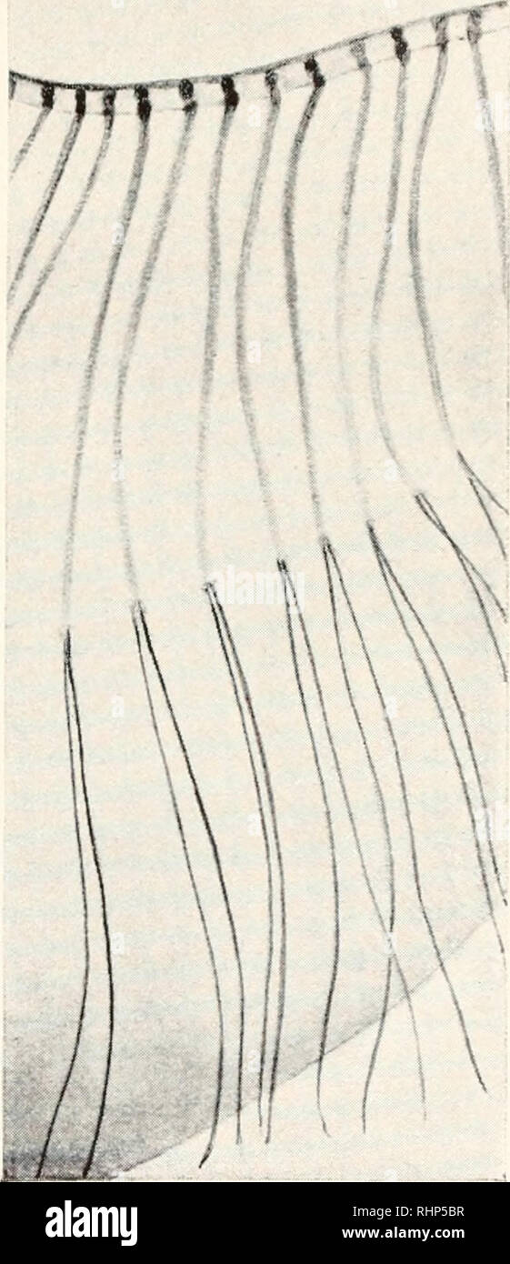 . The Biological bulletin. Biology; Zoology; Biology; Marine Biology ...