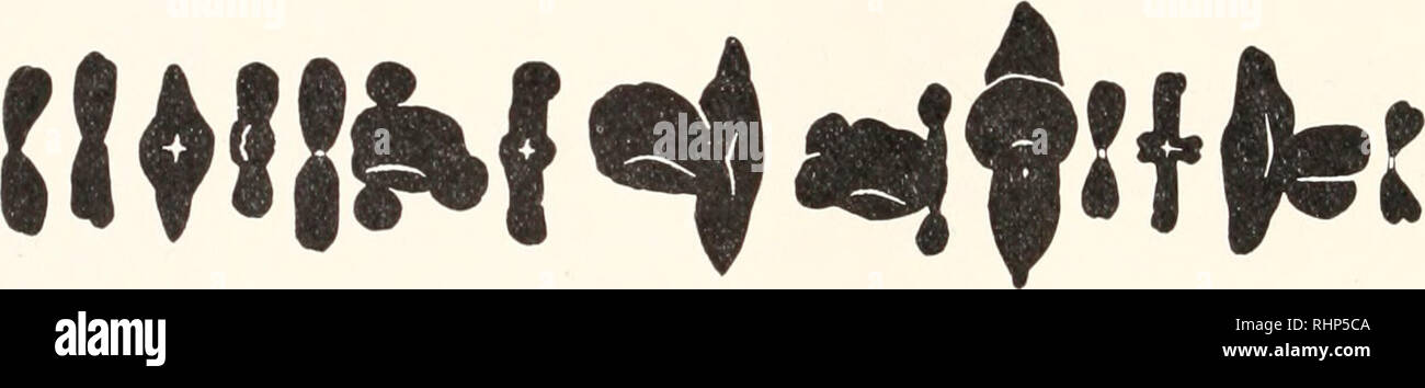 Chiasmata meiosis hi-res stock photography and images - Alamy