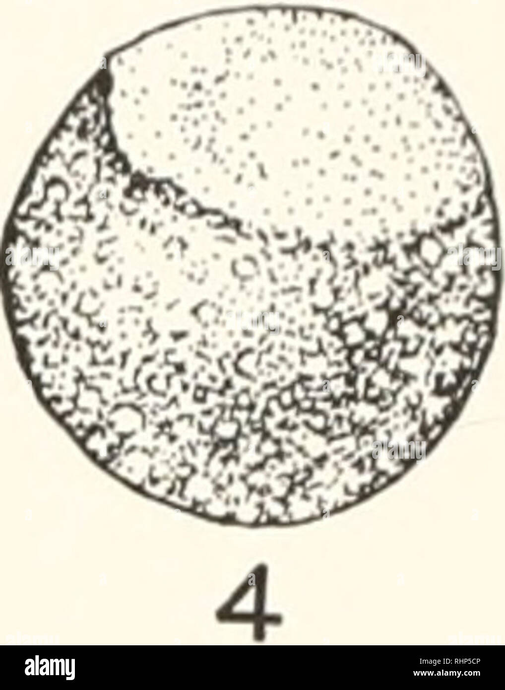 . The Biological bulletin. Biology; Zoology; Biology; Marine Biology ...
