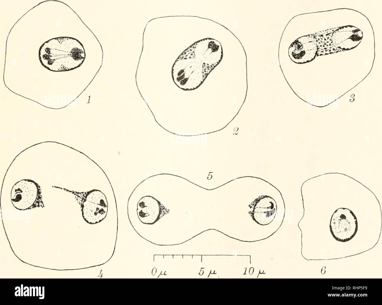 Hamia High Resolution Stock Photography and Images - Alamy