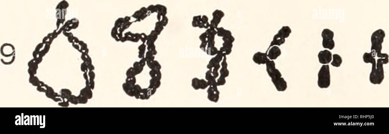 Chiasmata hi-res stock photography and images - Alamy