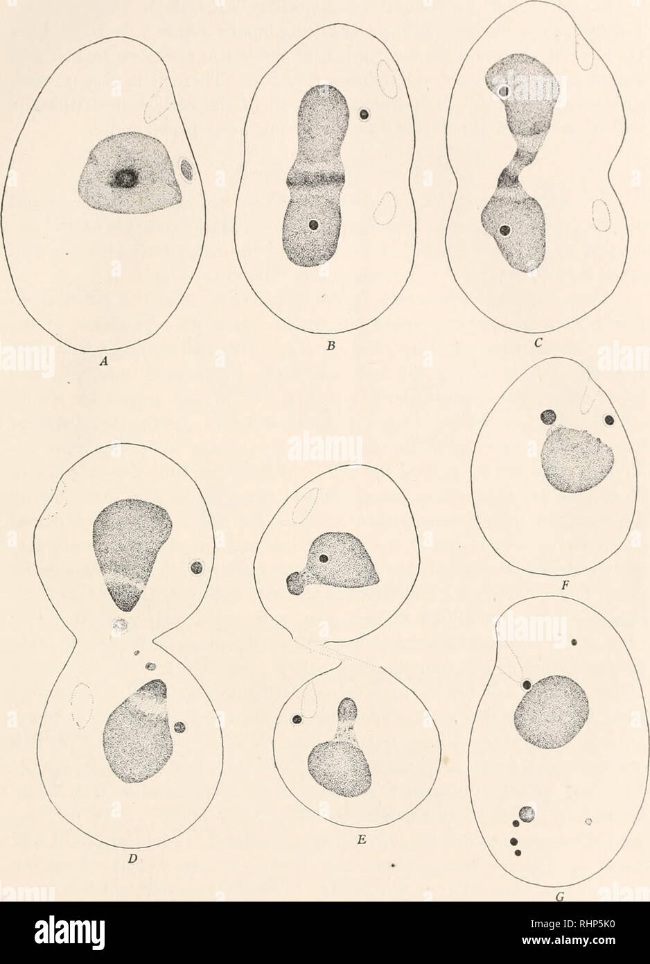 Biological fission hi-res stock photography and images - Alamy