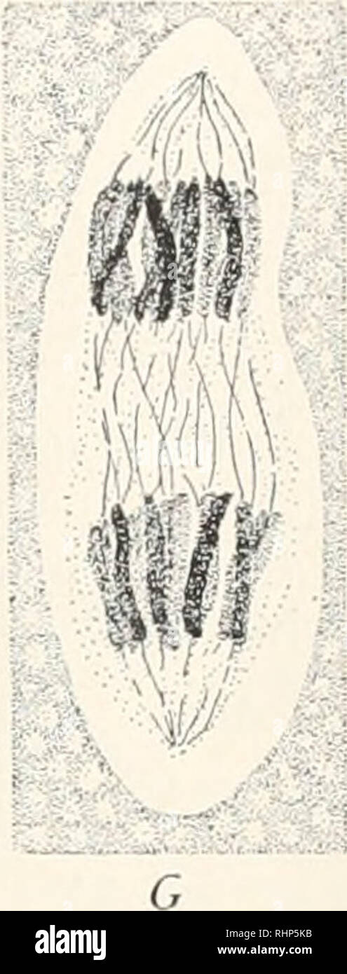 . The Biological bulletin. Biology; Zoology; Biology; Marine Biology ...