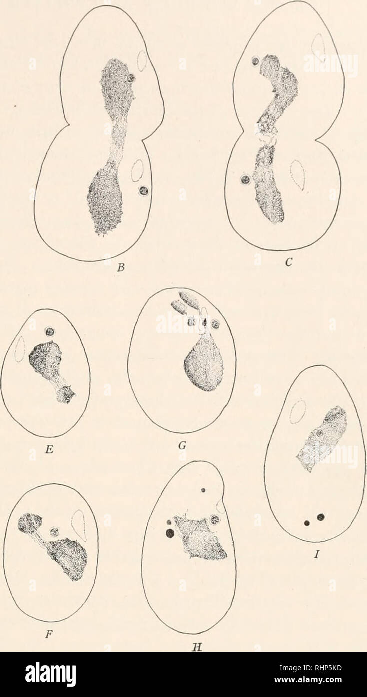 . The Biological bulletin. Biology; Zoology; Biology; Marine Biology ...