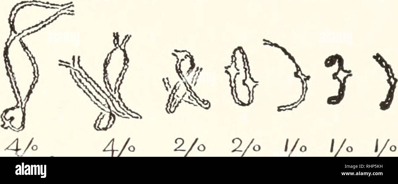 Chiasmata hi-res stock photography and images - Alamy
