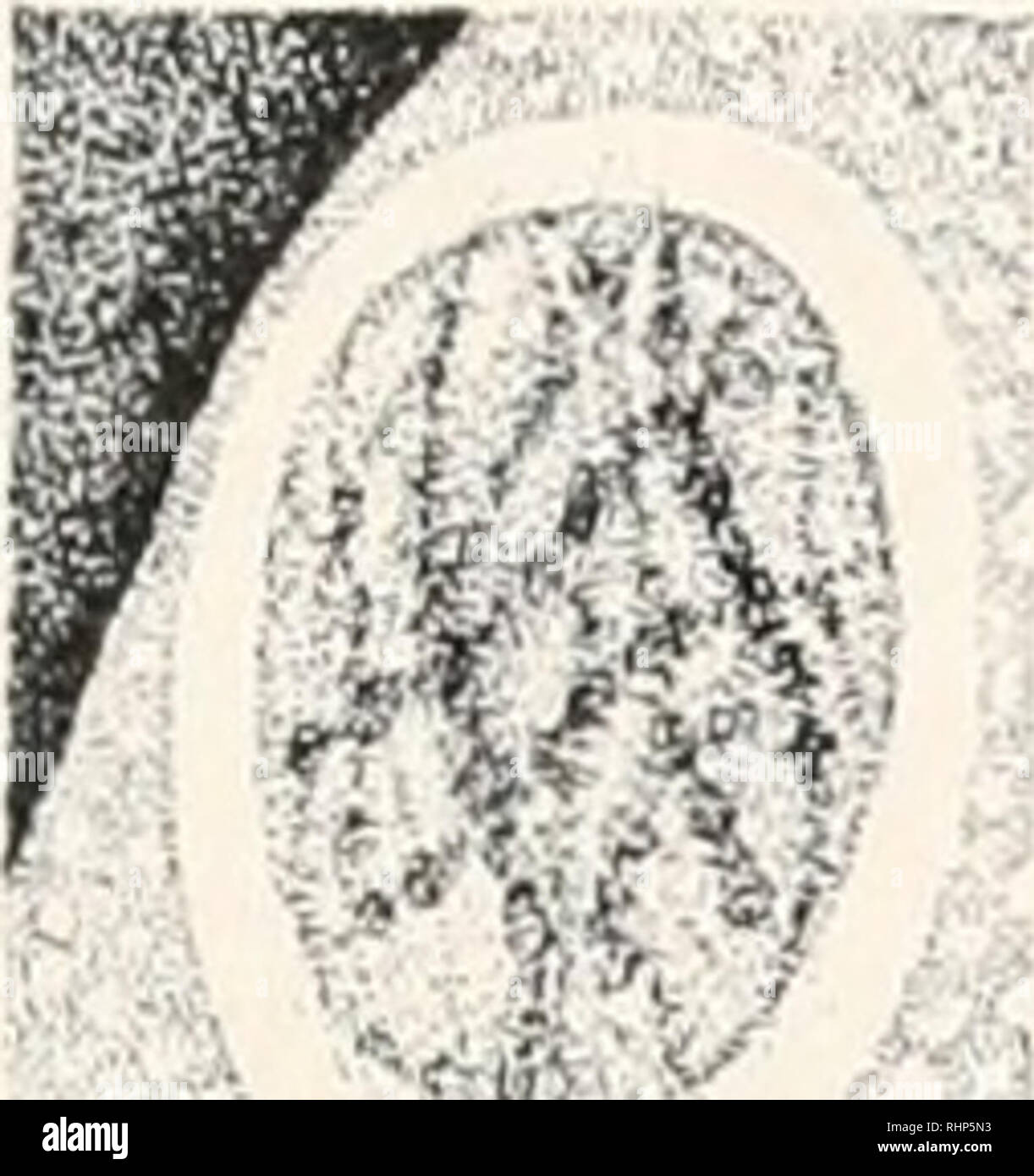 . The Biological bulletin. Biology; Zoology; Biology; Marine Biology ...