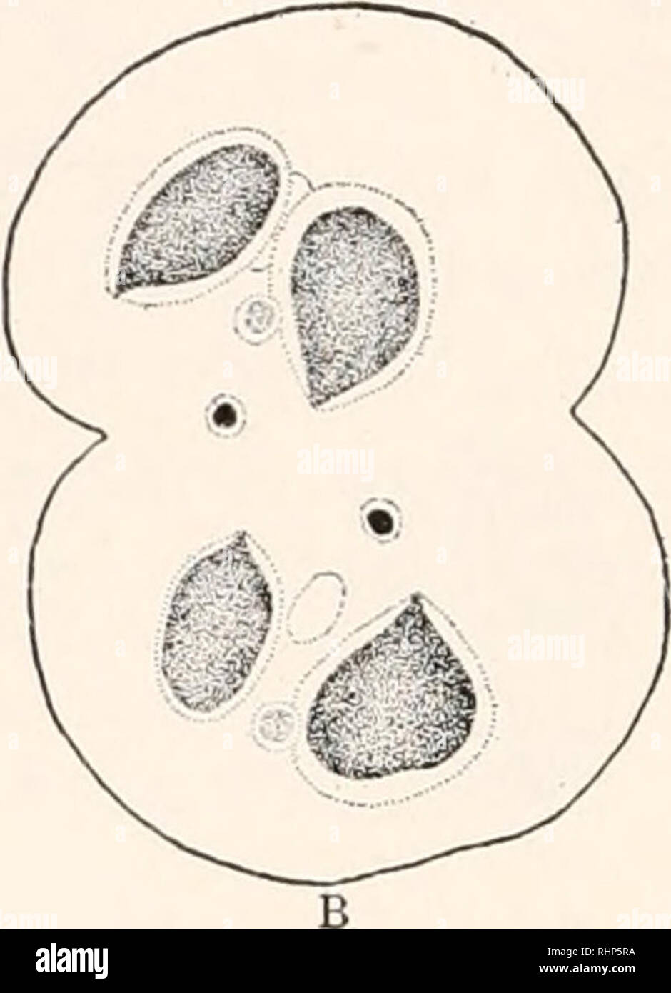 . The Biological bulletin. Biology; Zoology; Biology; Marine Biology ...