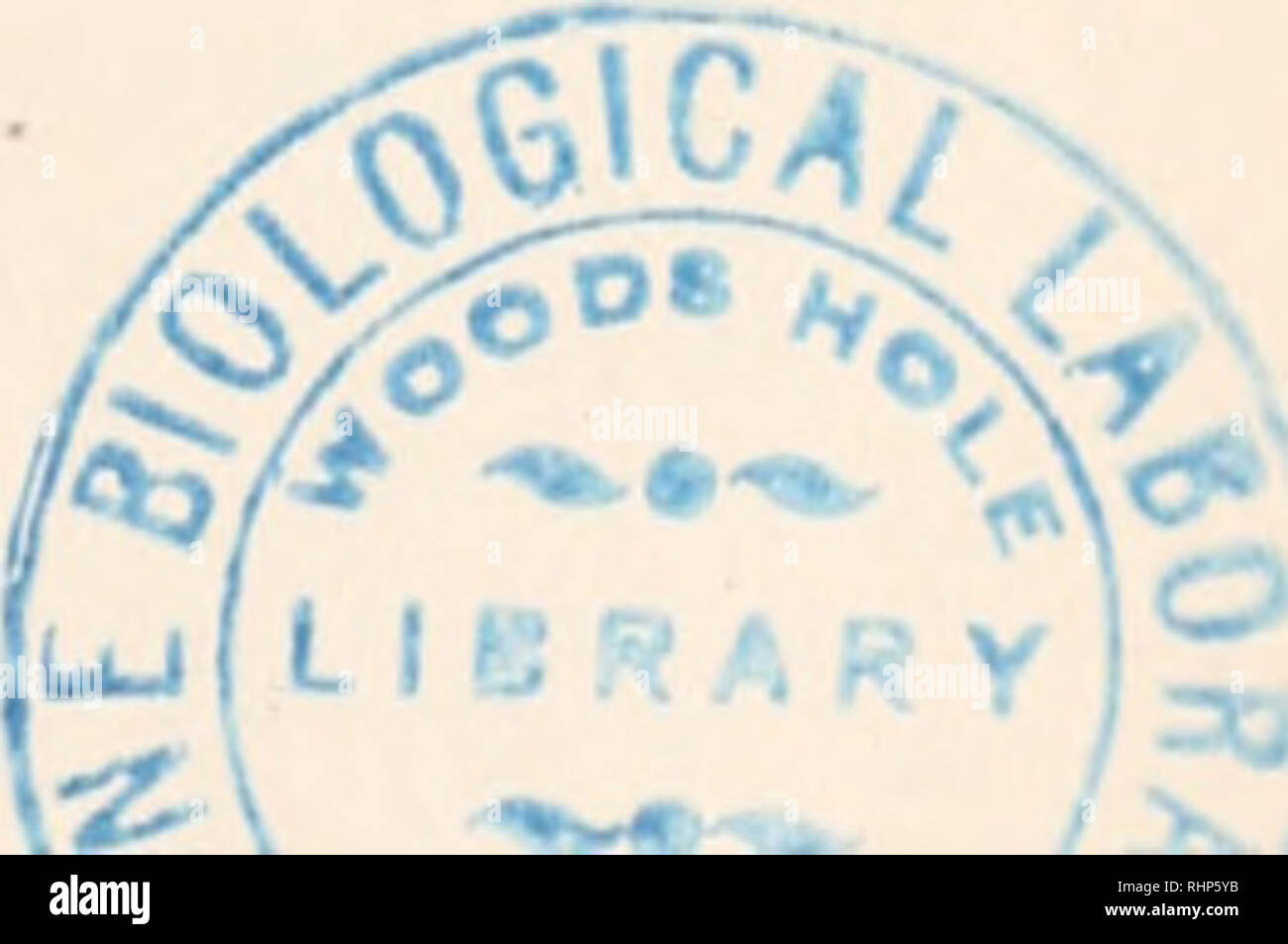 Gastrulation sea urchin hi-res stock photography and images - Alamy