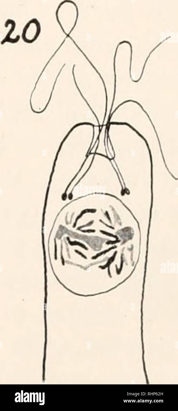 . The Biological bulletin. Biology; Zoology; Biology; Marine Biology ...