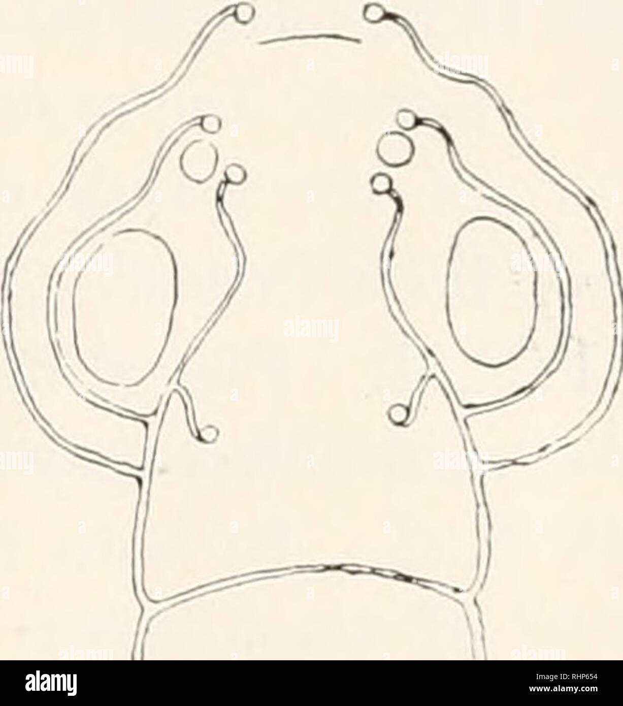 . The Biological bulletin. Biology; Zoology; Biology; Marine Biology. 5 ...