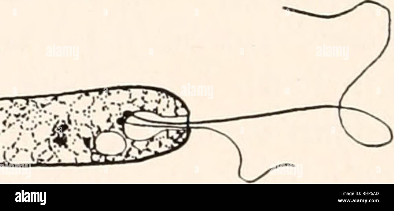 . The Biological bulletin. Biology; Zoology; Biology; Marine Biology ...