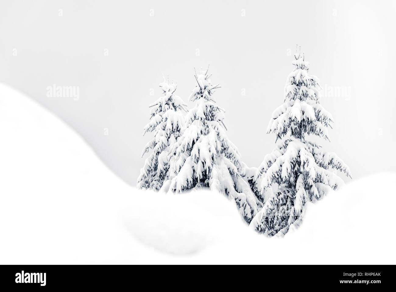 Trees in a winter landscape Stock Photo - Alamy