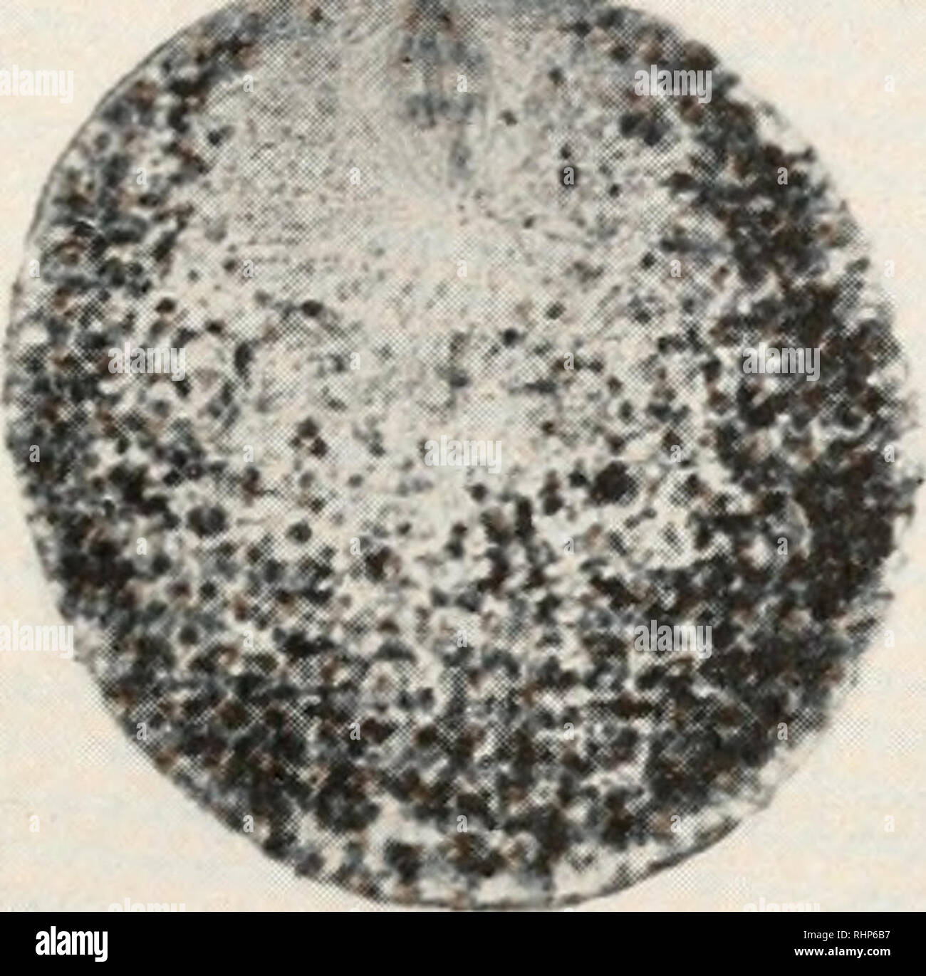 . The Biological bulletin. Biology; Zoology; Biology; Marine Biology ...