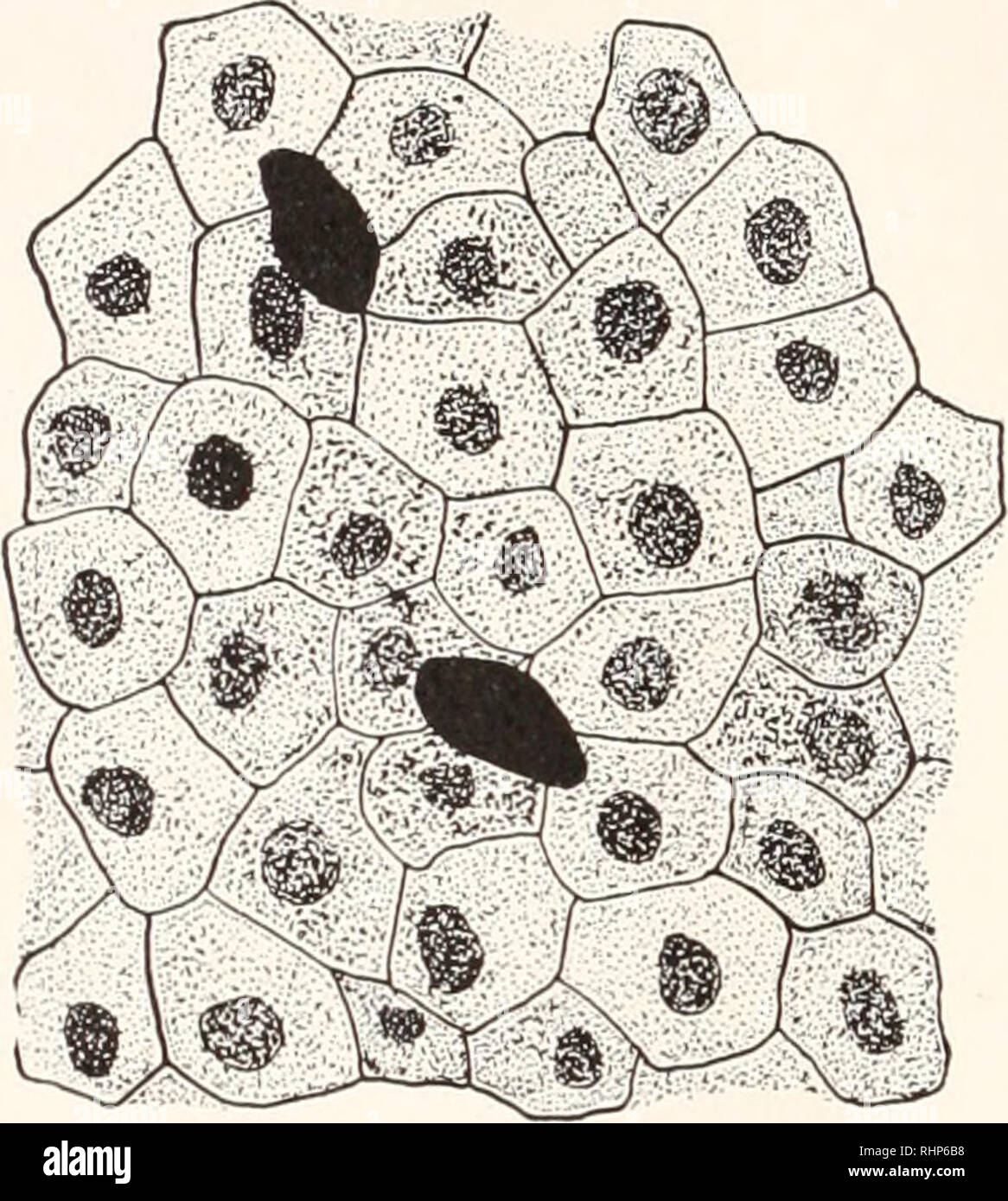 . The Biological bulletin. Biology; Zoology; Biology; Marine Biology ...
