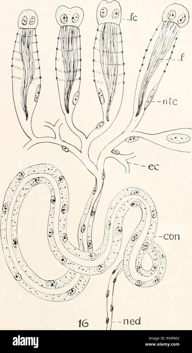 Tubule epithelial cells hi-res stock photography and images - Alamy