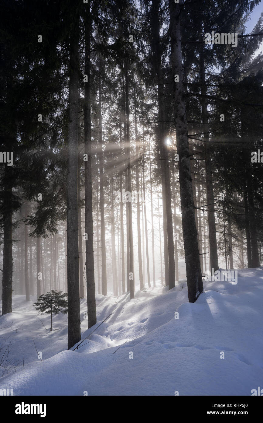 Sun rays filtering in the fog through a forest with animals' footprints ...