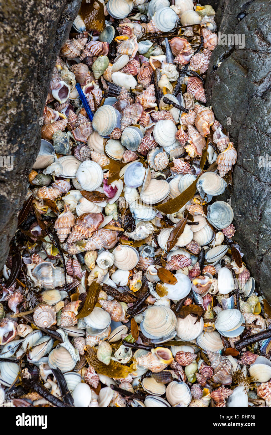 Seashells Knobbed Whelks: More Than Just The State Shell Of New Jersey