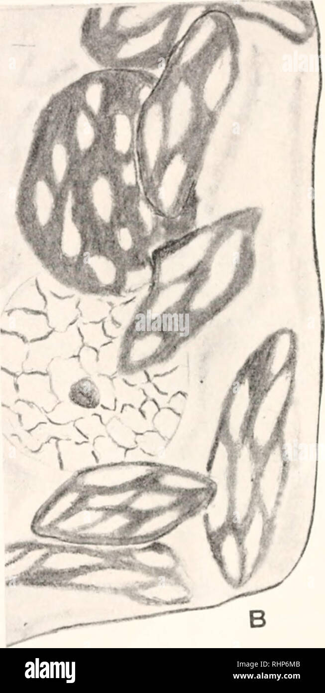 Golgi staining hi-res stock photography and images - Alamy