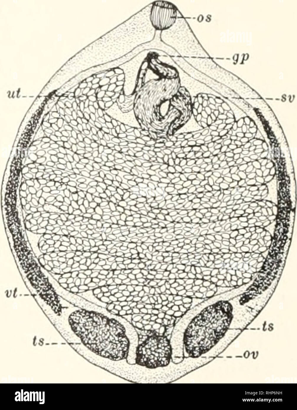 . The Biological bulletin. Biology; Zoology; Biology; Marine Biology. 3 ...