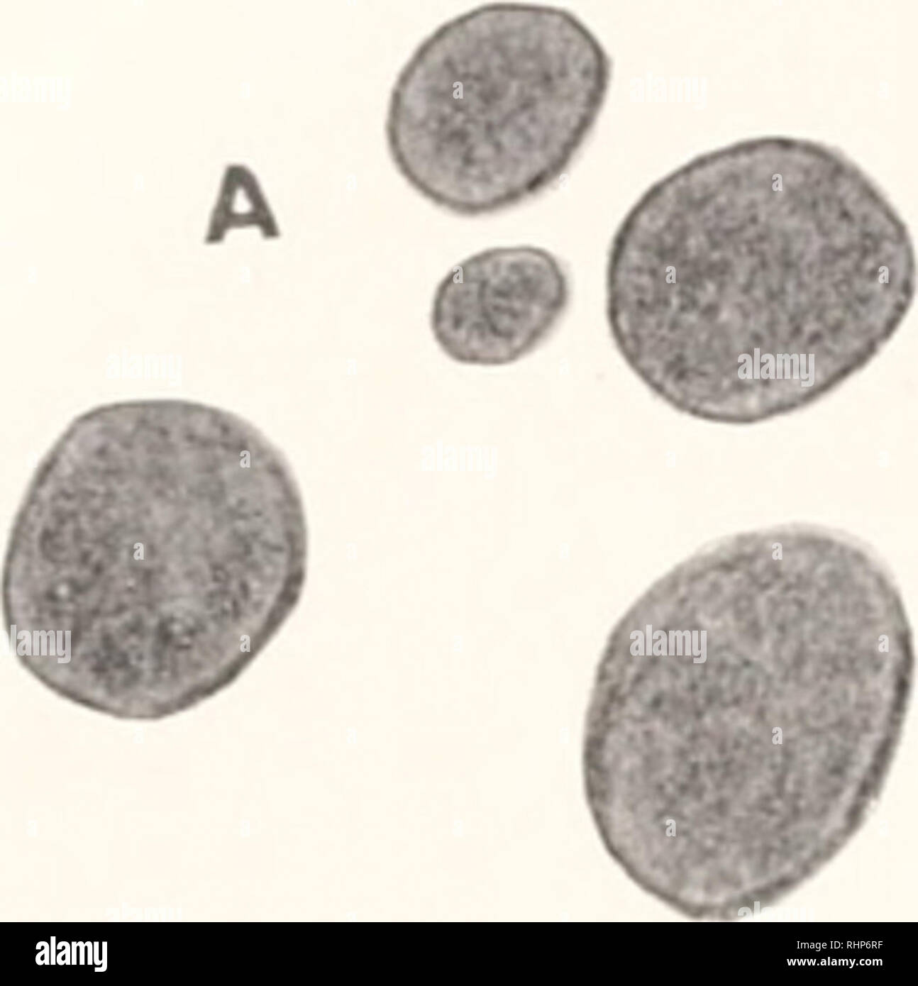 Chromophobes hi-res stock photography and images - Alamy