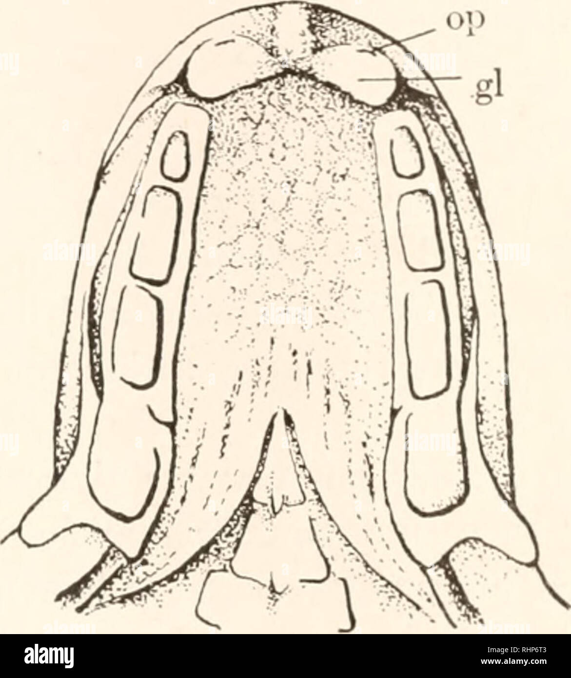 . The Biological bulletin. Biology; Zoology; Biology; Marine Biology ...