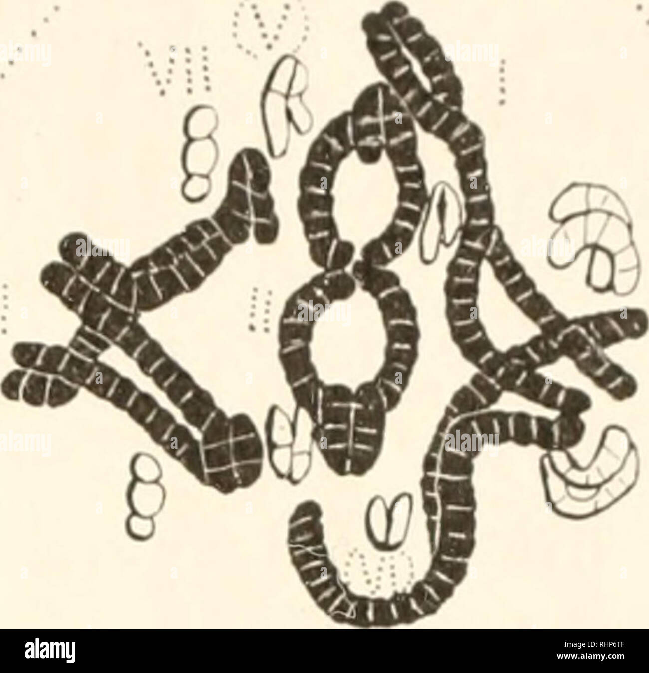 . The Biological bulletin. Biology; Zoology; Biology; Marine Biology ...