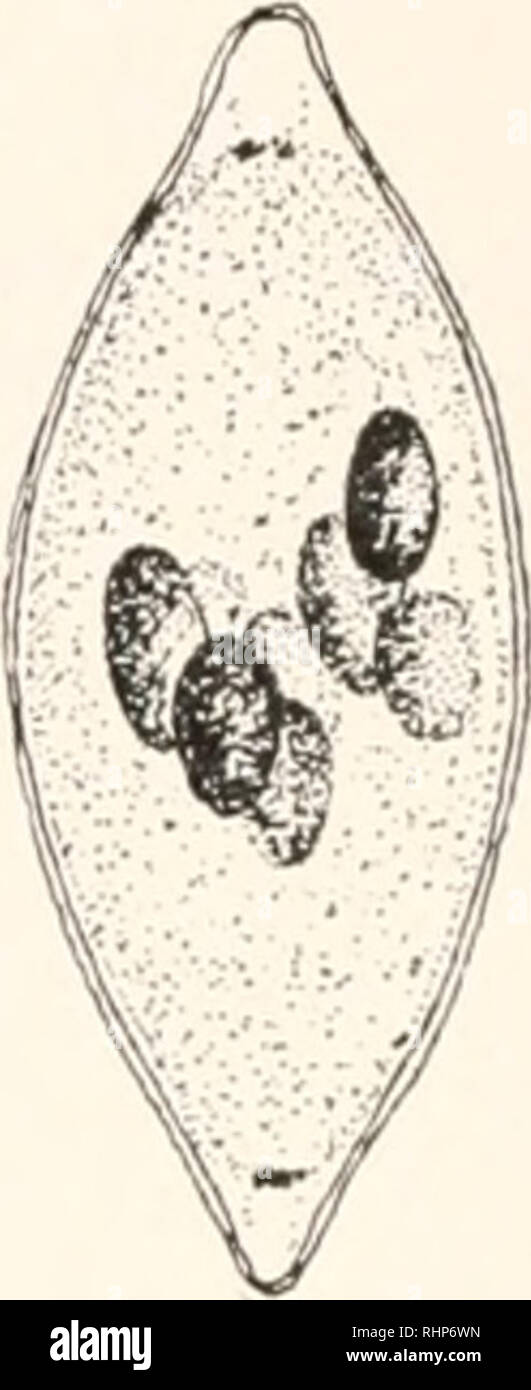 Sporozoites hi-res stock photography and images - Alamy
