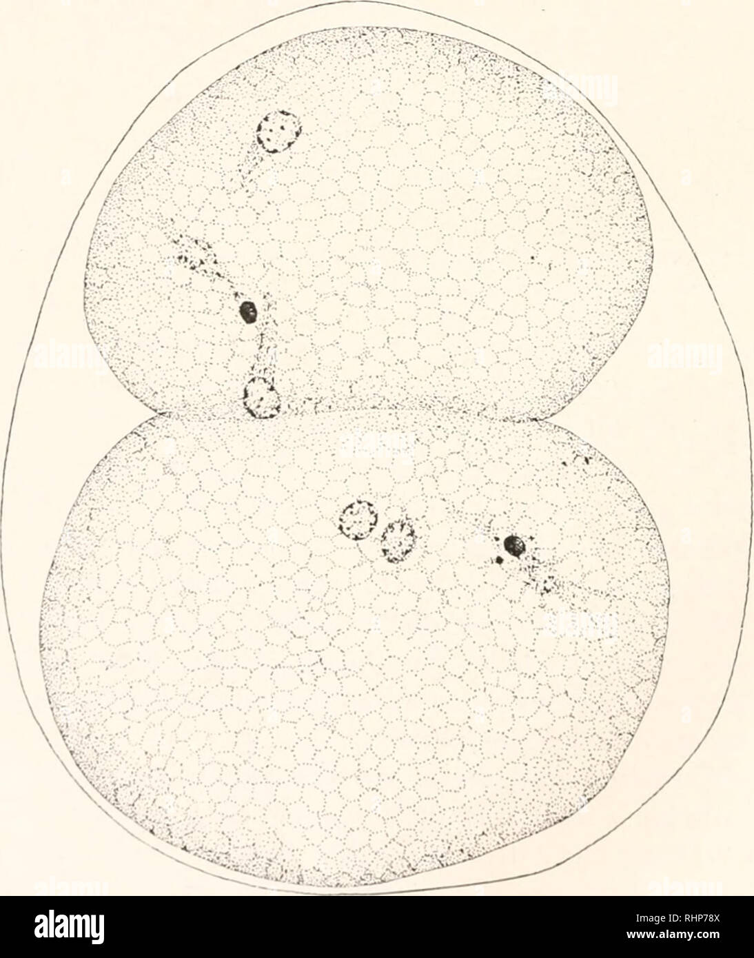 Cytoplasmic region hi-res stock photography and images - Alamy