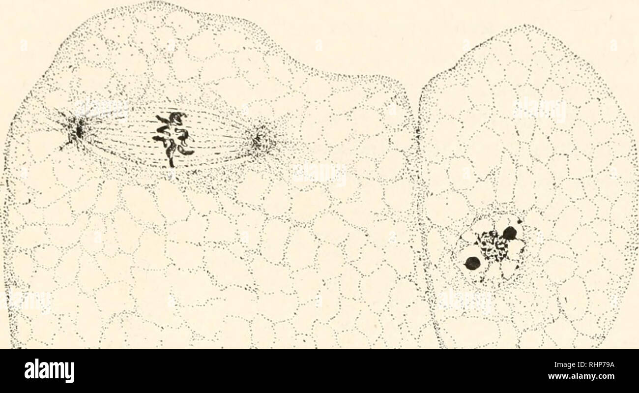 . The Biological bulletin. Biology; Zoology; Biology; Marine Biology ...
