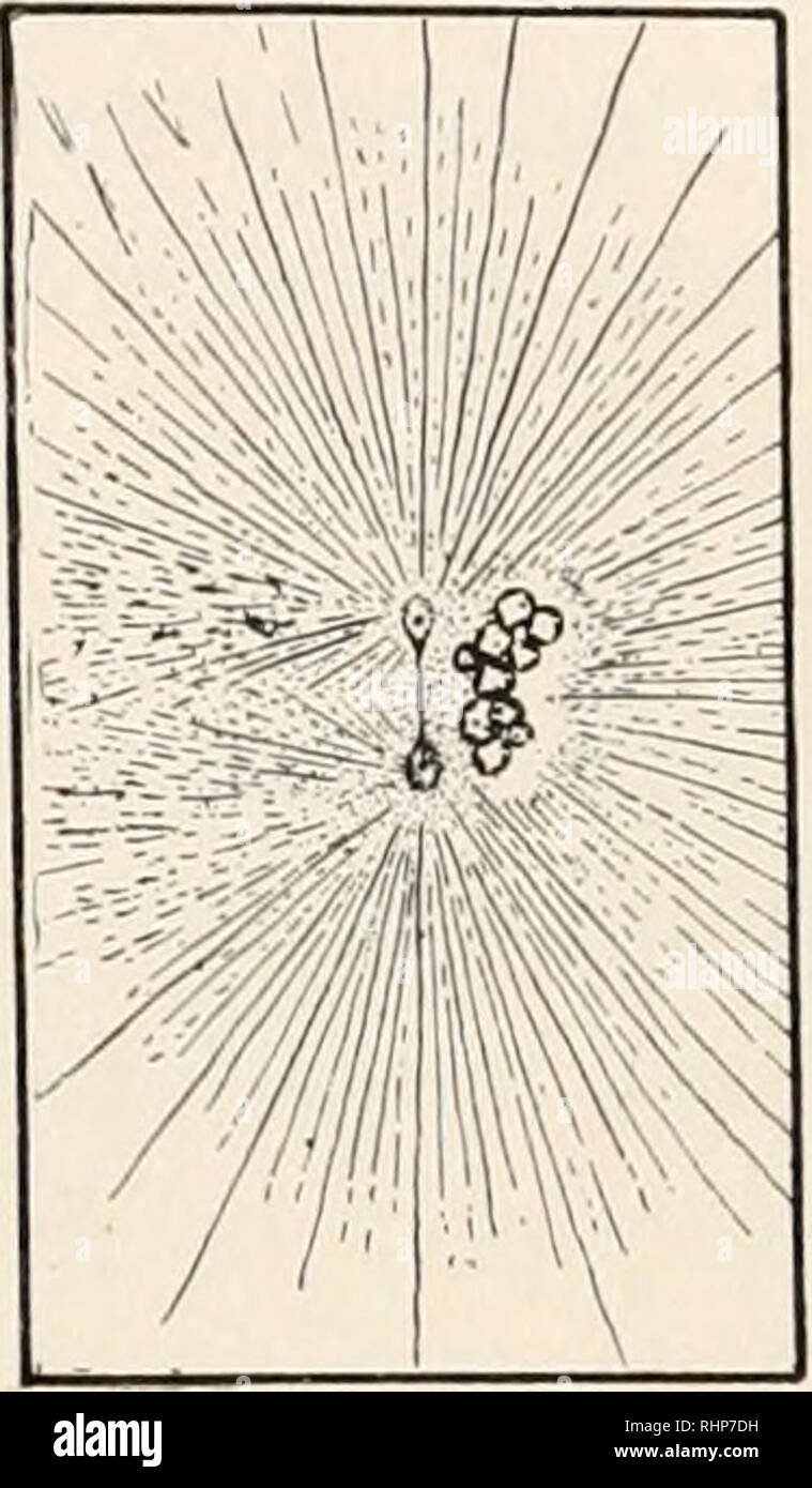 . The Biological bulletin. Biology; Zoology; Biology; Marine Biology ...