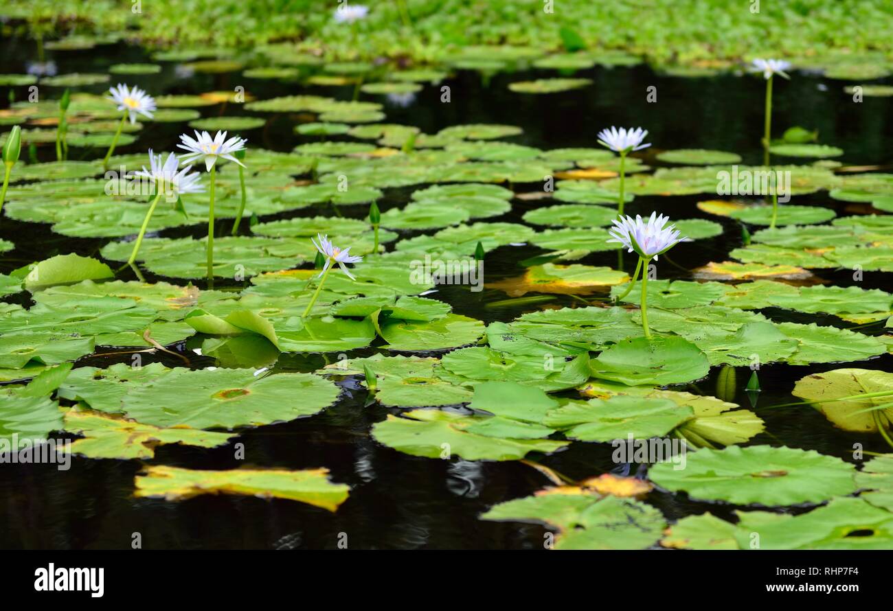 Pacific island lilies hi-res stock photography and images - Alamy
