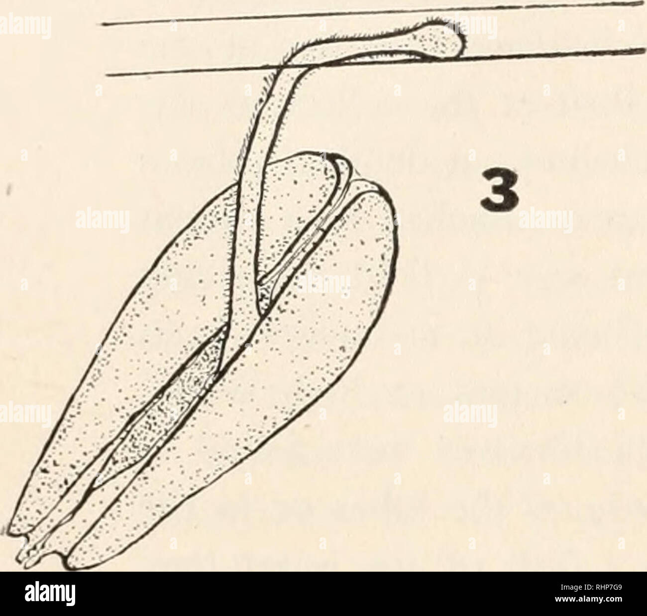 . The Biological bulletin. Biology; Zoology; Biology; Marine Biology ...
