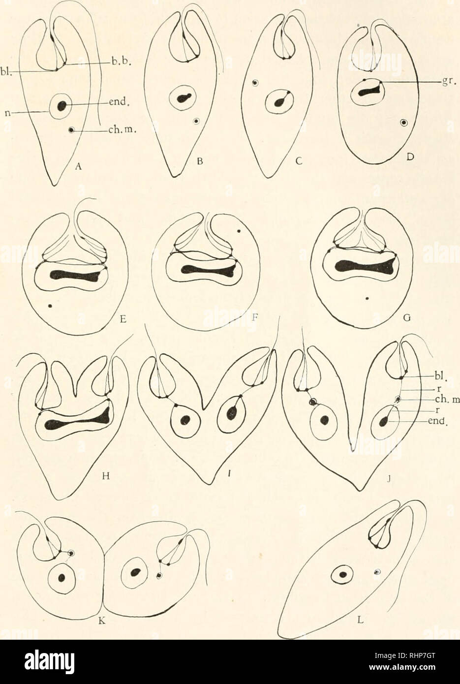 How To Draw Euglena Labelled Diagram Euglena Diagram Easily And Step