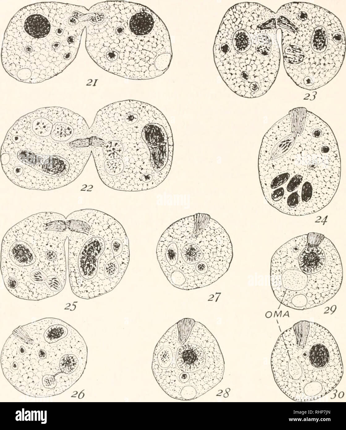 . The Biological bulletin. Biology; Zoology; Biology; Marine Biology ...
