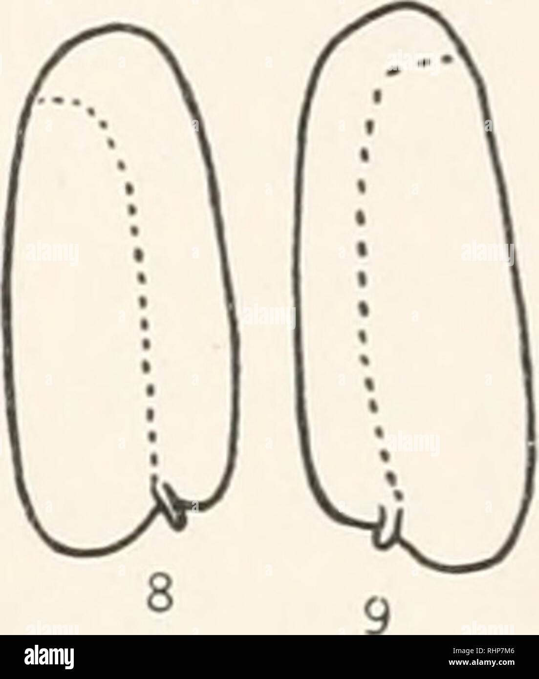 Epimorphosis hi-res stock photography and images - Alamy