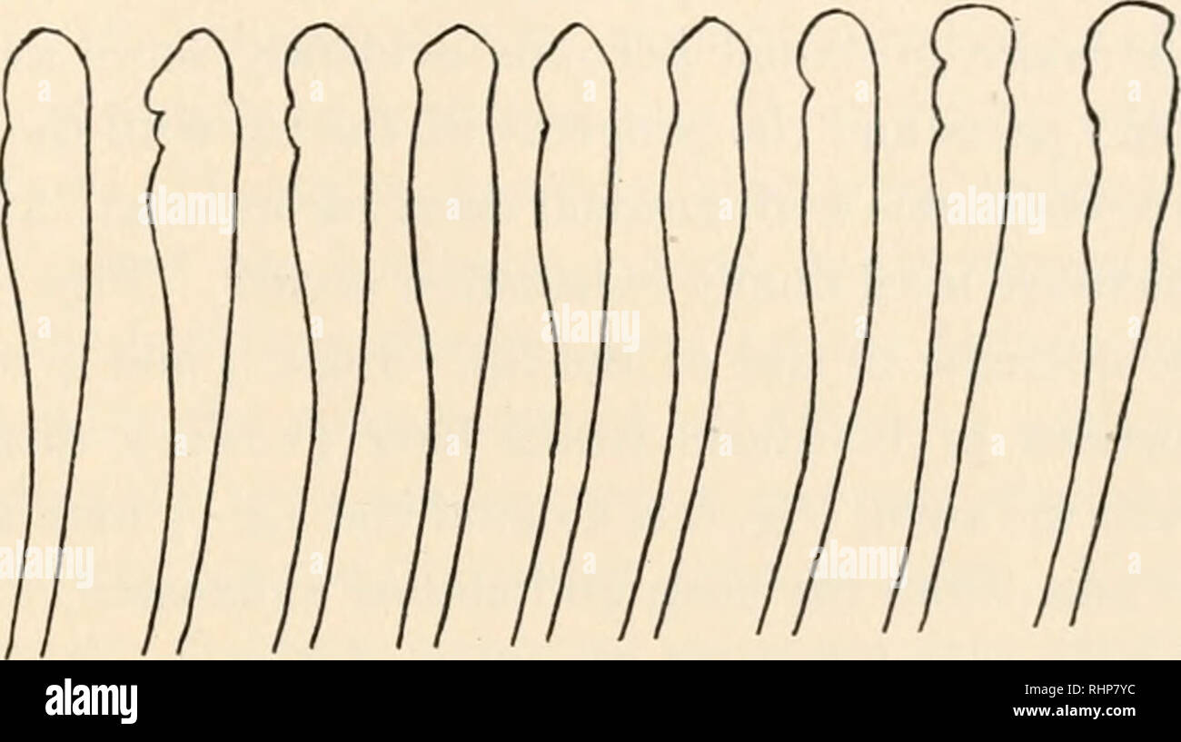 . The Biological bulletin. Biology; Zoology; Biology; Marine Biology ...