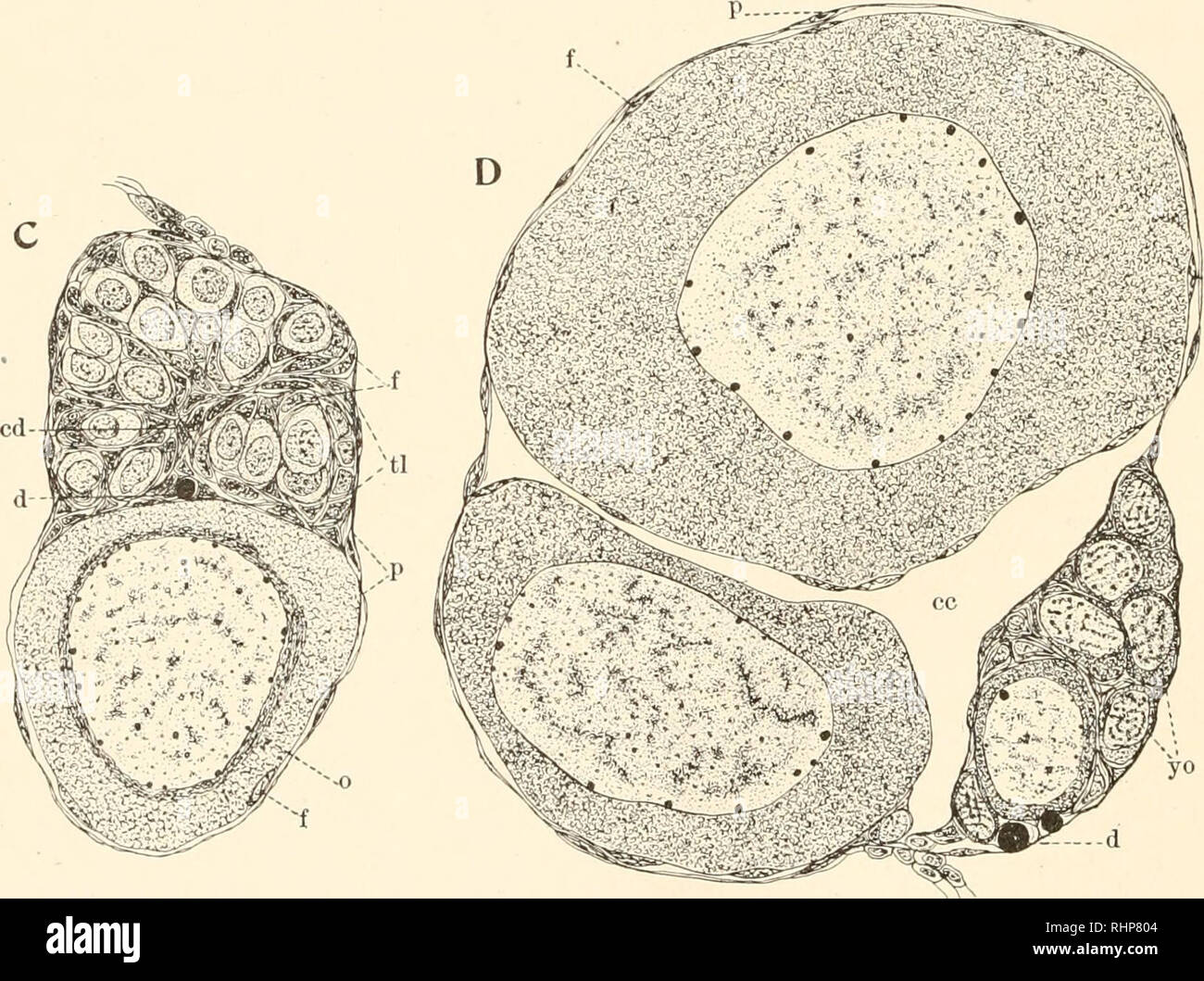 . The Biological bulletin. Biology; Zoology; Biology; Marine Biology ...