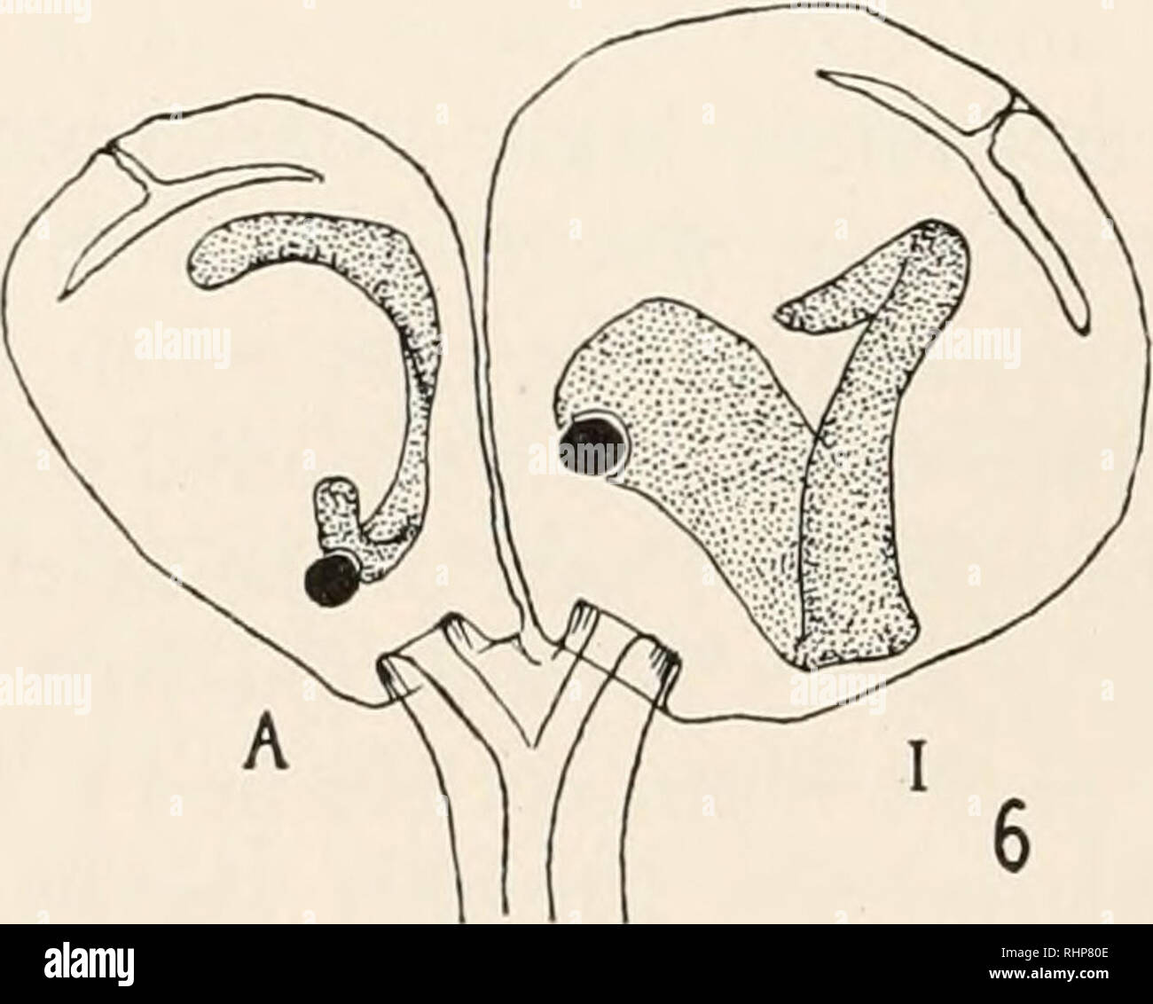 . The Biological bulletin. Biology; Zoology; Biology; Marine Biology ...