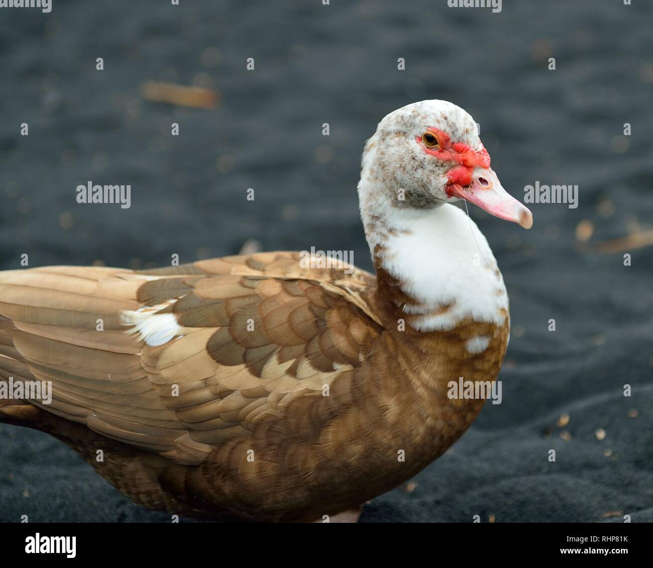 Duck on lava rock hi-res stock photography and images - Alamy