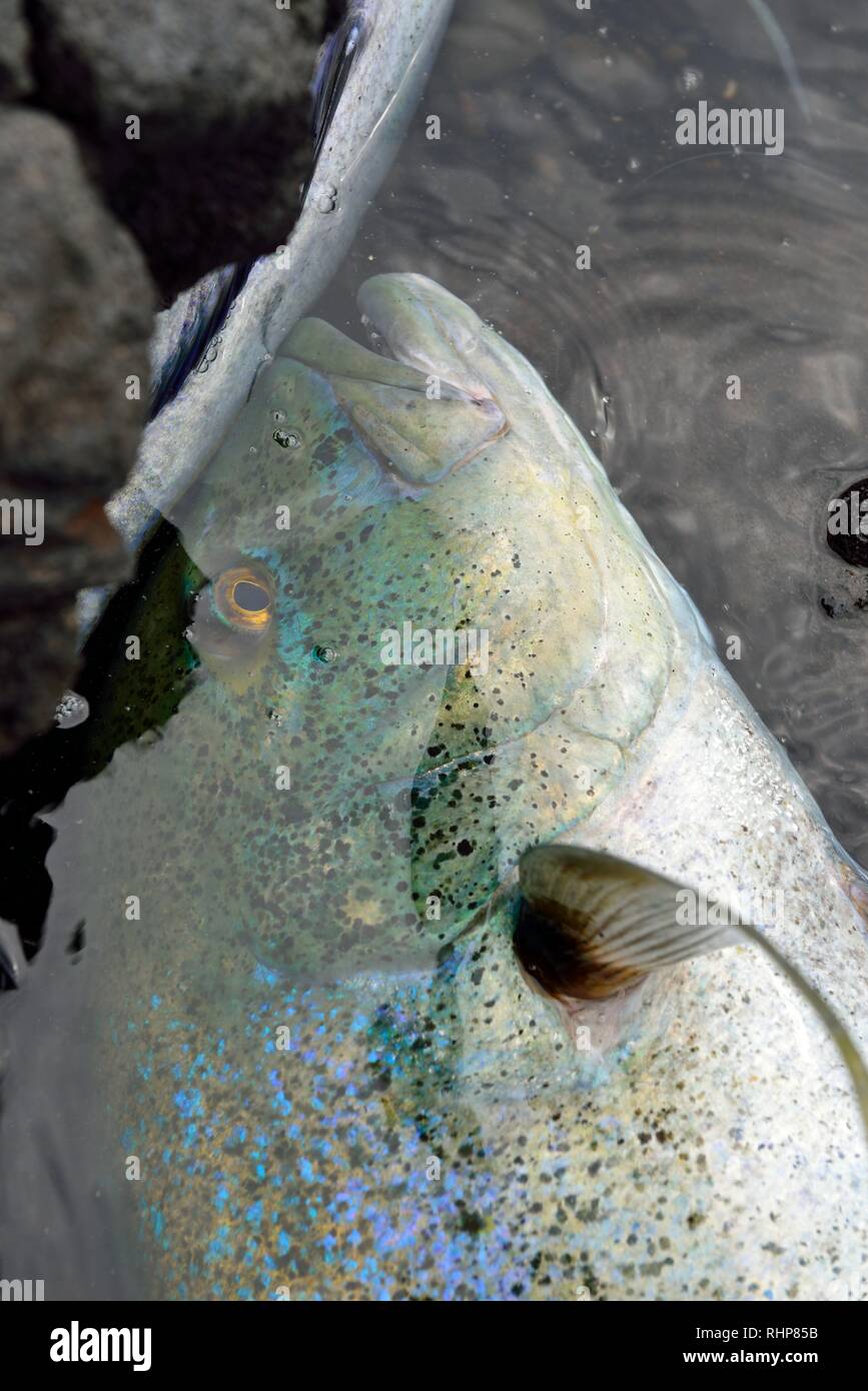 Big fish caught in Hawaii Big Island USA Stock Photo - Alamy