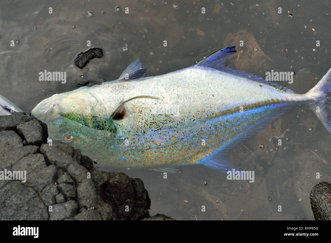 Native fish hawaii hi-res stock photography and images - Alamy