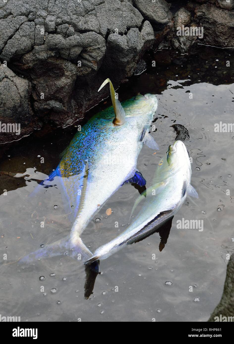 Big fish caught in Hawaii Big Island USA Stock Photo - Alamy