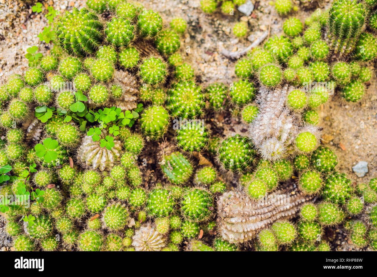 Closeup view of green cactus as a background, top view, texture Stock ...