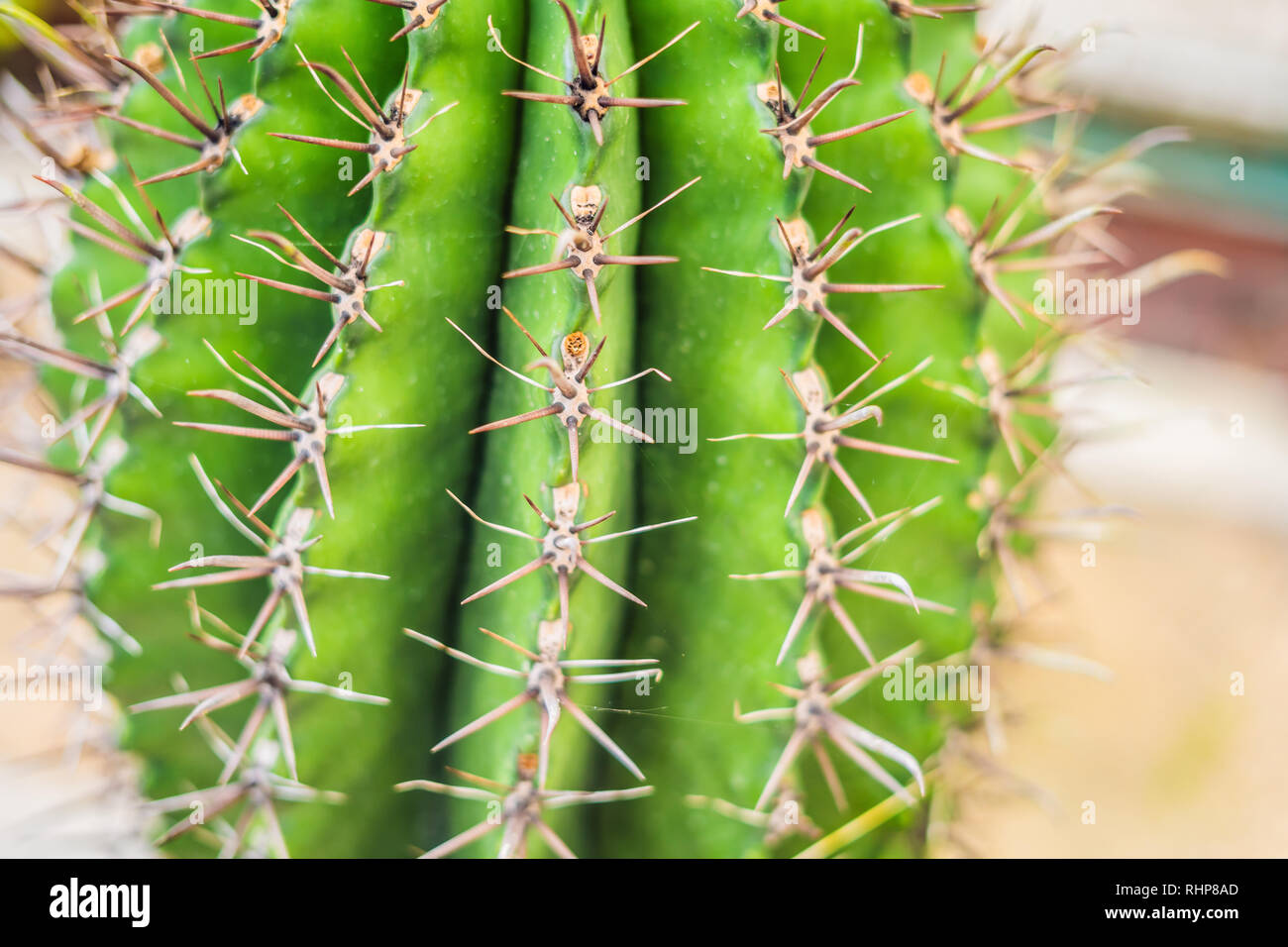 Closeup view of green cactus as a background, top view, texture Stock ...