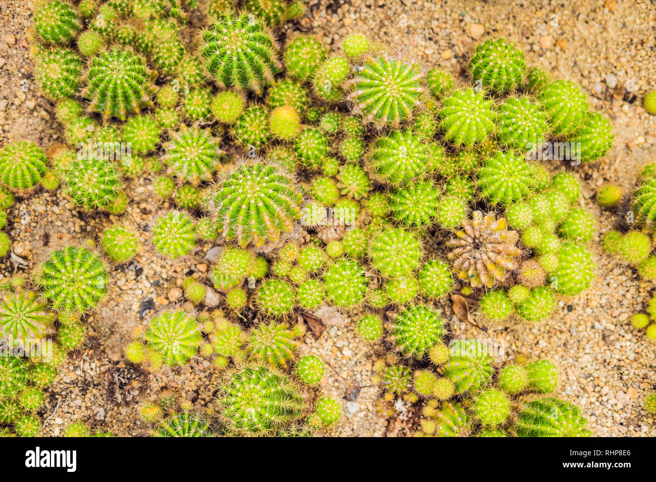 Closeup view of green cactus as a background, top view, texture Stock ...